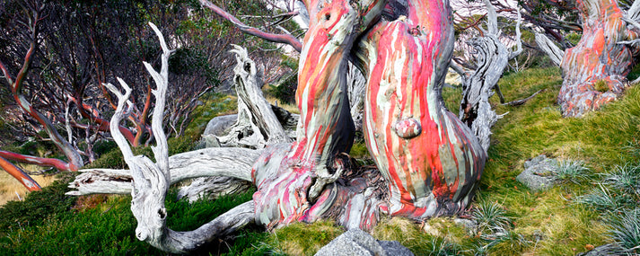 Belly Button Tree – Adam Gormley Photography