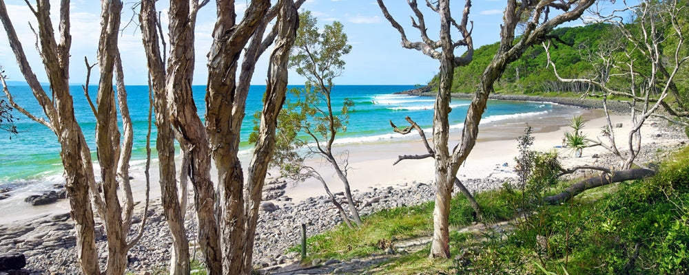 Tea Trees through the Tea trees – Adam Gormley Photography