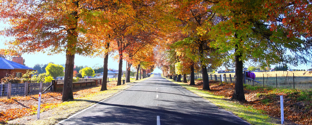 Tenterfield in Autumn – Adam Gormley Photography